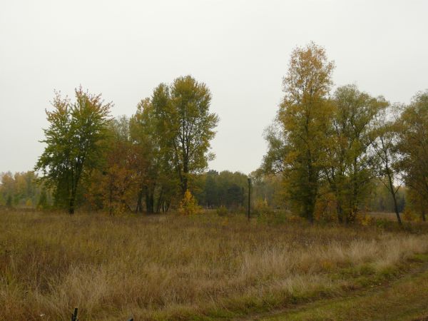 forest side view texture 0007 - Texturelib